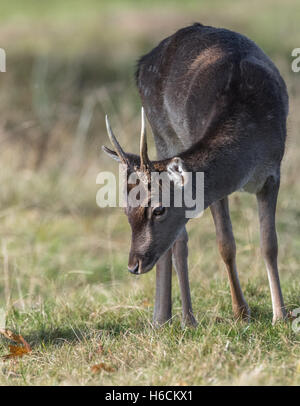 A young fallow deer buck with small antlers. It is also called a ...