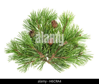 Branches of spruce tree with pine cones and Christmas toy decorations ...