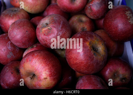Organic Annurca apples Stock Photo - Alamy