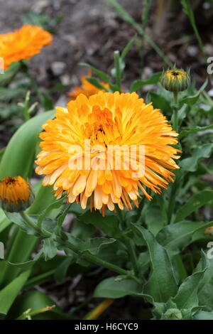 Beautiful Blossoming Yellow Marigold Isolated On blurred Background ...
