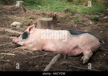 Pig farming freerange sows on commercial outdoor unit with drinking ...