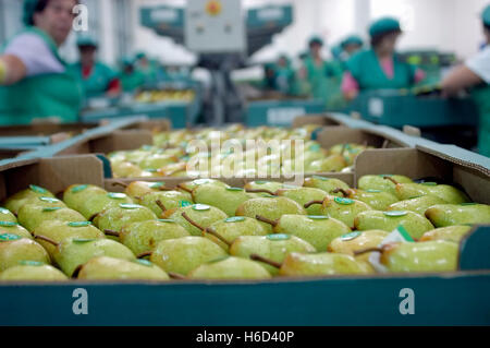 Rocha pear packing and production factory. Portugal. Europe Stock Photo ...