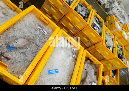 Fish landings and catch at the Lerwick fish market in Shetland Islands ...