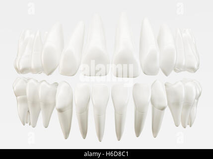 Healthy 32 human teeth - 3d rendering Stock Photo - Alamy