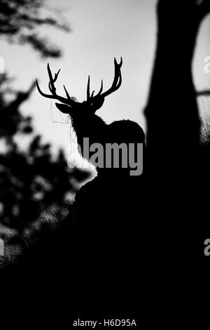 A Stag Among Trees, Silhouette of white paper, cut out, on black paper ...