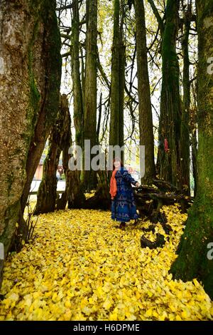 An ancient ginkgo tree attracts people in Shoujiang Village, Hangzhou ...