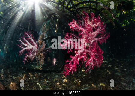 Brightly colored soft corals grow on prop roots descending from a "blue ...