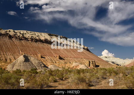 Saxaul, Sacsaoul or Saksaul (Haloxylon ammodendron) bush, Kisil Kum ...
