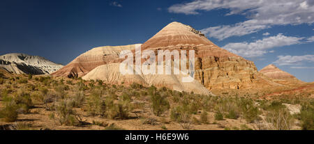 Saxaul, Sacsaoul or Saksaul (Haloxylon ammodendron) bush, Kisil Kum ...
