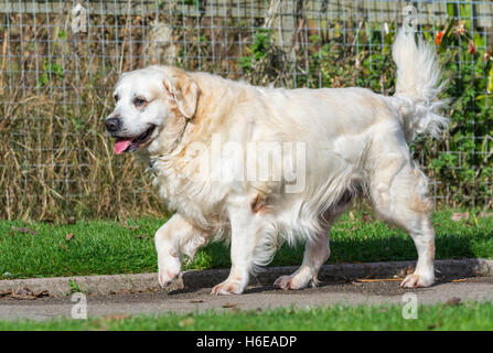 old golden retriever dog walking through the path Stock Photo - Alamy