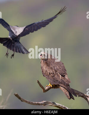 Black kite, Milvus migrans, sitting on the tree during winter in Japan ...
