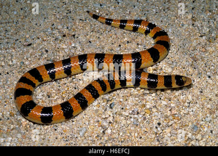 Variable Sandsnake Chilomeniscus stramineus 3 km north of Todos Santos ...