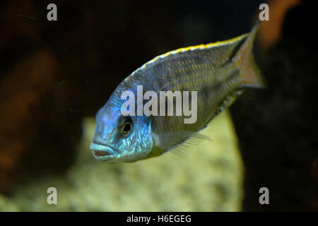 Beautiful colorful fish swims in the aquarium environment Stock Photo ...