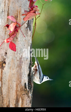 Red-breasted Nuthatch in Fall Maple Tree bird birds songbird songbirds ...