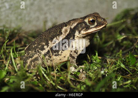 Toad, profile, right side Stock Photo - Alamy