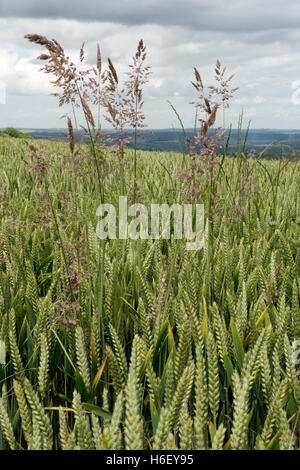Yorkshire fog, Holcus lanatus, flowering grasses in a meadow , June ...