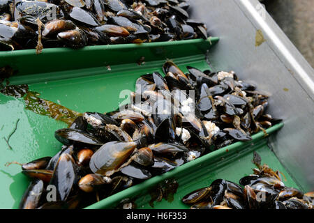 Sea grown mussels grown of the west side of Shetland Scotland being ...