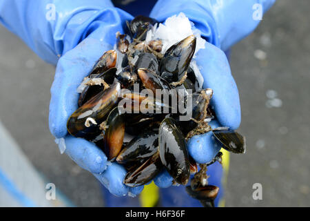 Sea grown mussels grown of the west side of Shetland Scotland being ...