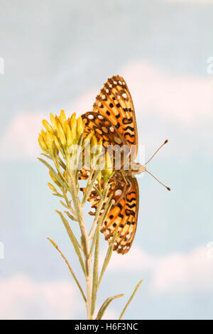 Atlantis Fritillary Butterfly, (Speyeria atlantis Stock Photo - Alamy