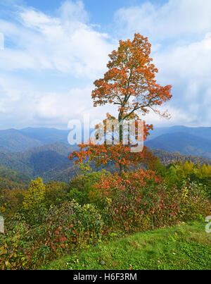 Oak tree turns red in autumn Stock Photo - Alamy