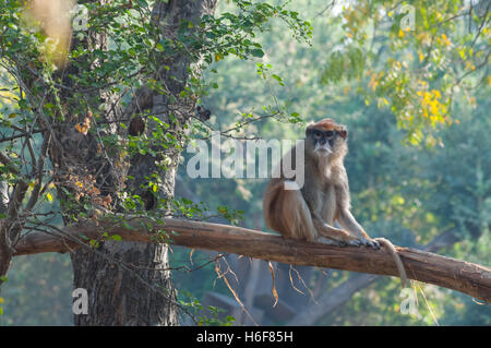 African ground-dwelling Patas monkey or Wadi monkey (Erythrocebus patas ...