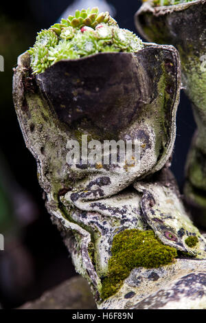 Old army boots serving as planters Stock Photo - Alamy