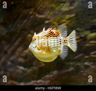 Shaw's Cowfish, Aracana aurita. South-eastern Australia. Female Stock ...