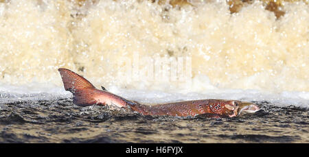 A salmon makes its way upstream on the River Tyne in Hexham Stock Photo ...