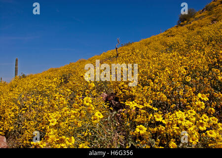 Springtime bloom on Arizona Silly Mountain showing typical Arizona ...