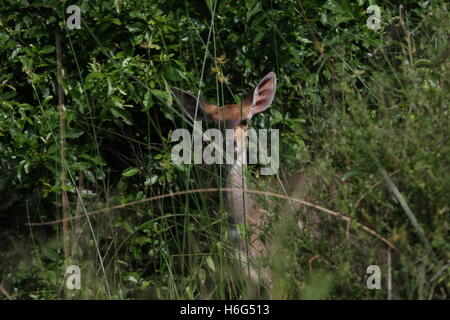 Bushbuck in the forest Stock Photo: 124515706 - Alamy