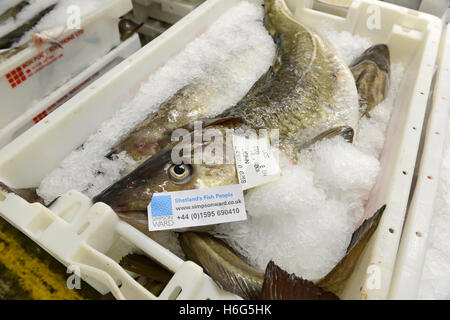 Fishing boat catch boxed and iced at Lerwick Fish Market in the ...