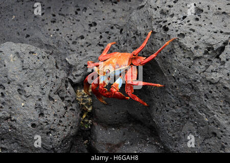 A colorful crab on volcanic black rocks at Punaluu Black Sand Beach ...