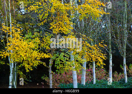 Betula utilis jacquemontii. Autumn leaves on a West Himalayan birch ...