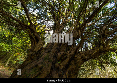 King Yew, ancient yew tree in the Forest of Dean. UK seasons Autumn in ...