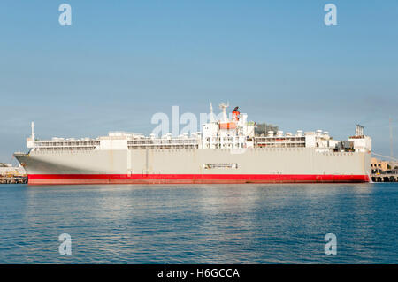 Livestock Carrier Ship Stock Photo - Alamy
