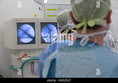 Male orthopedic surgeons operating in emergency room at hospital Stock ...