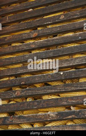 Corn stack, Corn silo. Old corn Stock Photo - Alamy