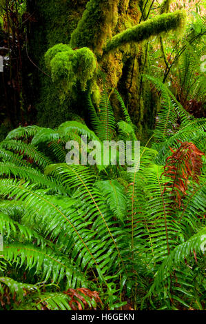 Sword fern, Golden & Silver Falls State Park, Oregon Stock Photo - Alamy