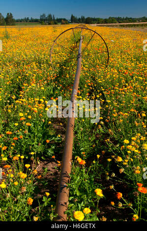 Marigold seed field, Marion County, Oregon Stock Photo - Alamy