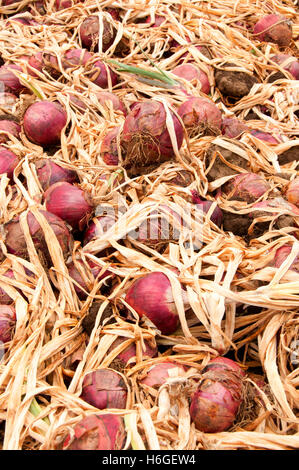Onion field, Marion County, Oregon Stock Photo - Alamy