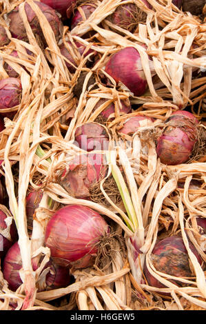 Onion field, Marion County, Oregon Stock Photo - Alamy