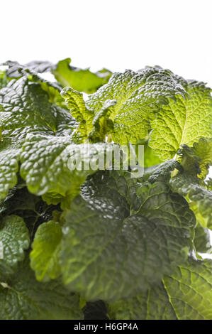 Vertical macro of bright green Melissa officinalis leaves with textured ...