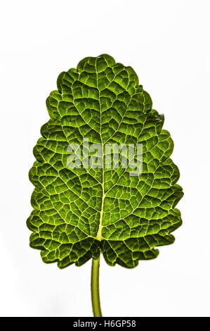 Vertical macro of bright green Melissa officinalis leaves with textured ...