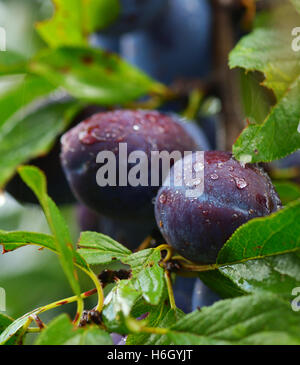 Ripe prunes at the tree Stock Photo - Alamy