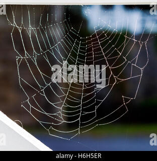Dew laden spider web Stock Photo - Alamy