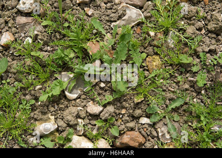Mixed arable annual broad leaved weeds in a young wheat crop Stock ...