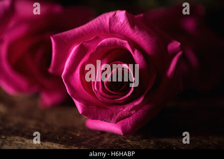 Pink roses shot in subdued lighting with copy space Stock Photo - Alamy