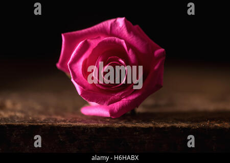 Pink rose shot in subdued lighting with copy space Stock Photo - Alamy