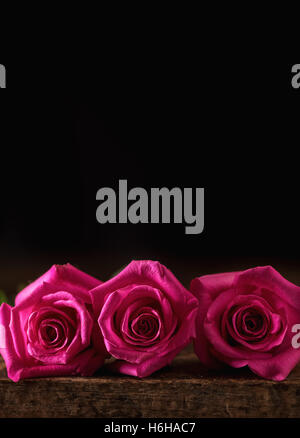 Pink roses shot in subdued lighting Stock Photo - Alamy