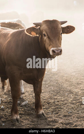 One bull in farm. Close up Stock Photo - Alamy